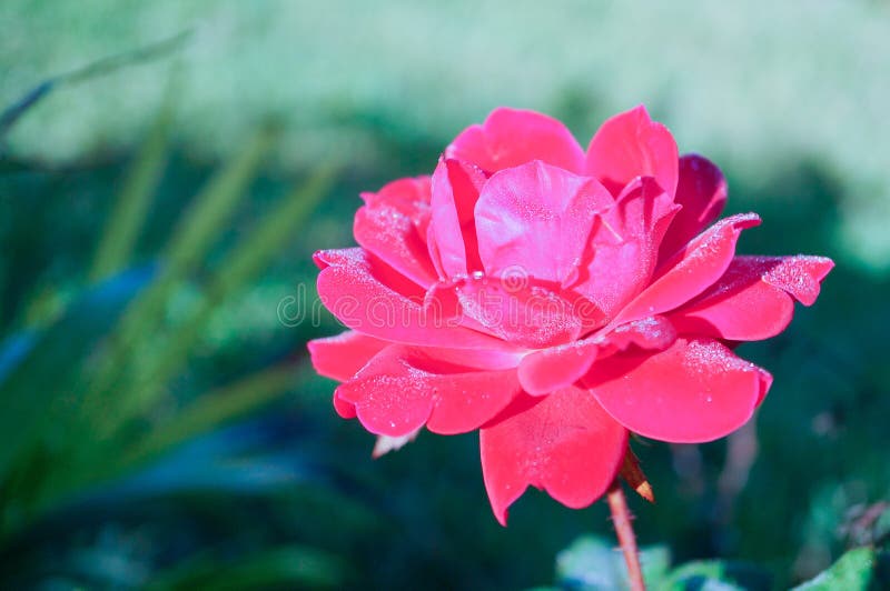 Rose with dew drops stock image. Image of tampa, rose - 37097307