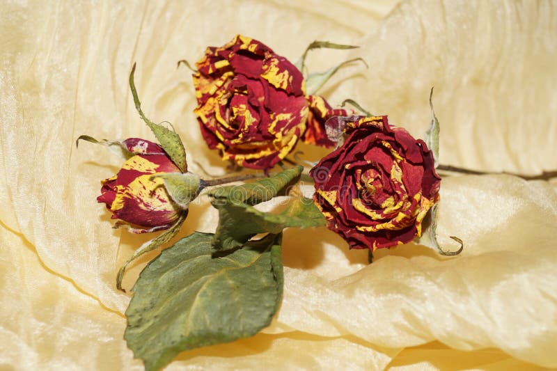 Rose Di Wither Su Seta Gialla Fotografia Stock - Immagine di rosso ...