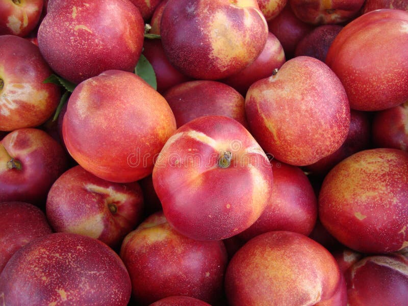 Mango stock image. Image of juicy, nutrition, exotic, healthy - 7461159