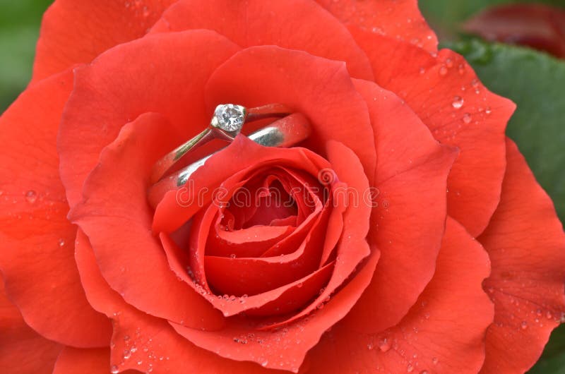 Rose with diamond ring stock image. Image of rose, engagement - 20359463