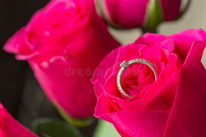Rose and Diamond Ring Inside Stock Photo - Image of focus, nestled ...