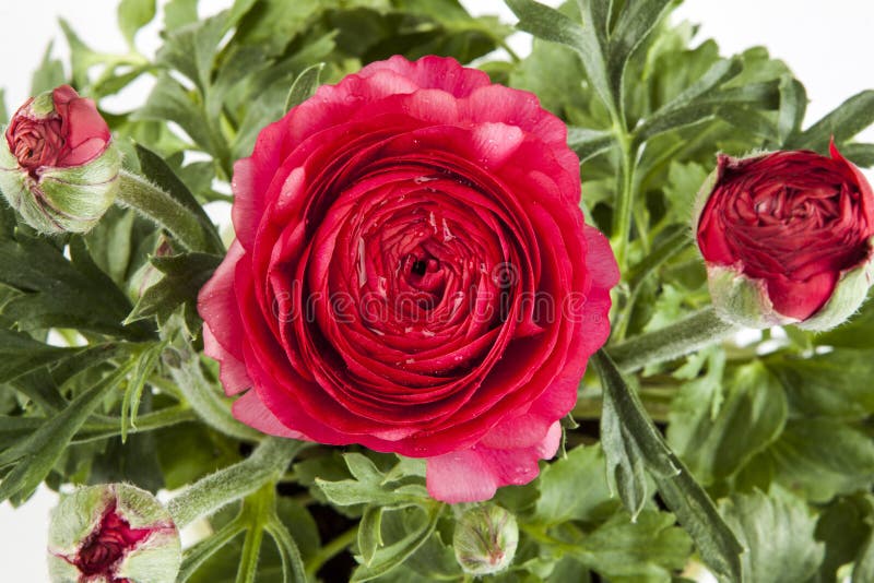 Rose, a Different Angle View in the Portfolio. Stock Photo - Image of ...