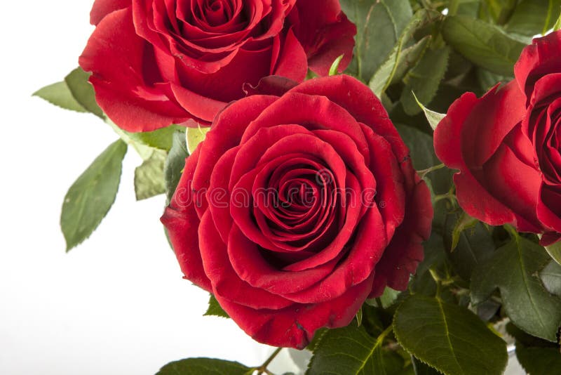 Rose, a Different Angle View in the Portfolio. Stock Photo - Image of ...