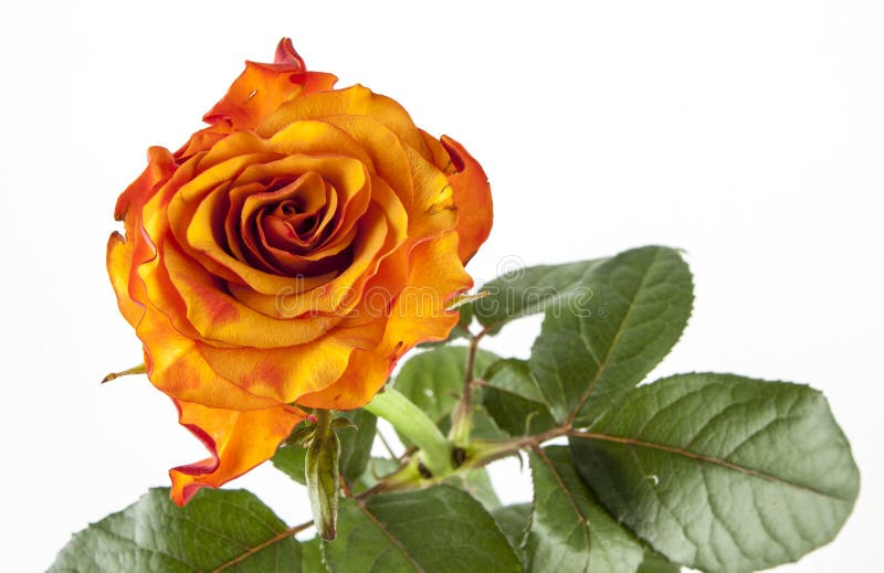 Rose, a Different Angle View in the Portfolio. Stock Photo - Image of ...