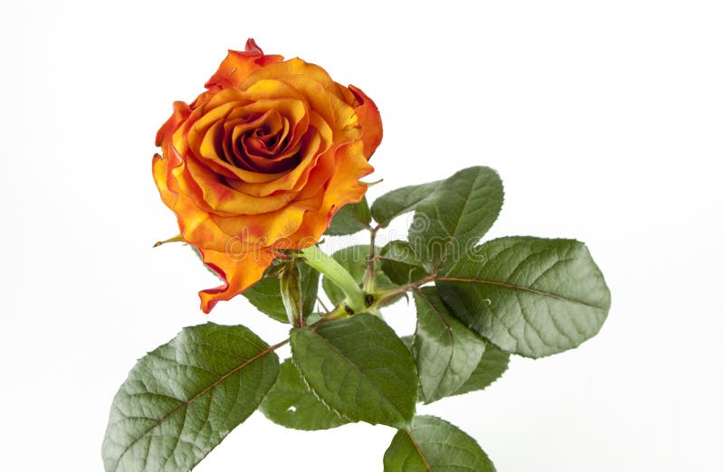 Rose, a Different Angle View in the Portfolio. Stock Photo - Image of ...