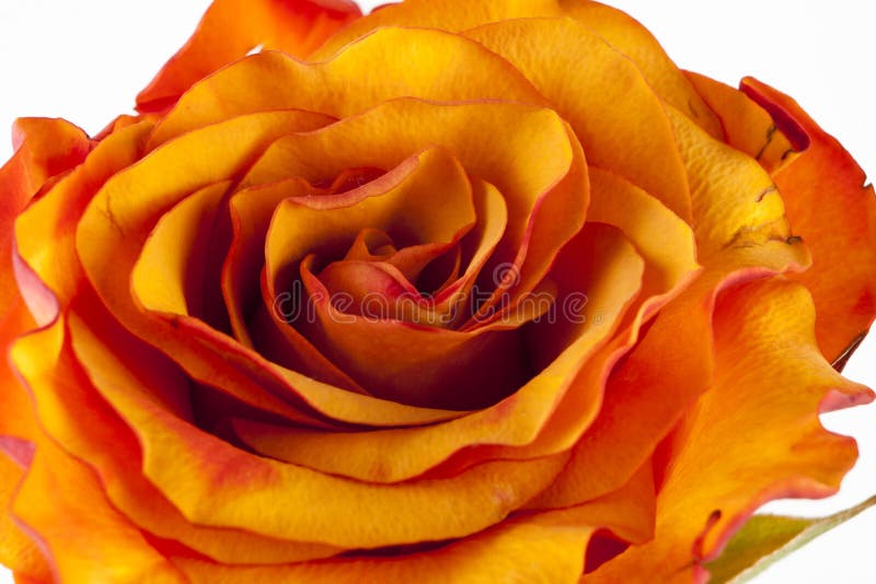 Rose, a Different Angle View in the Portfolio. Stock Photo - Image of ...