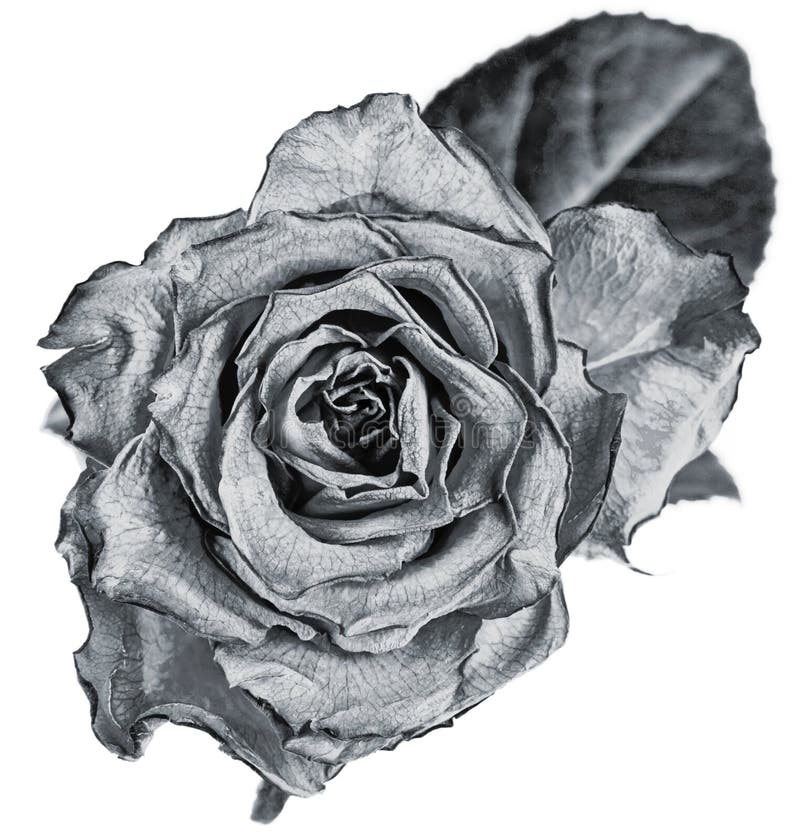 Rose, a Different Angle View in the Portfolio. Stock Photo - Image of ...