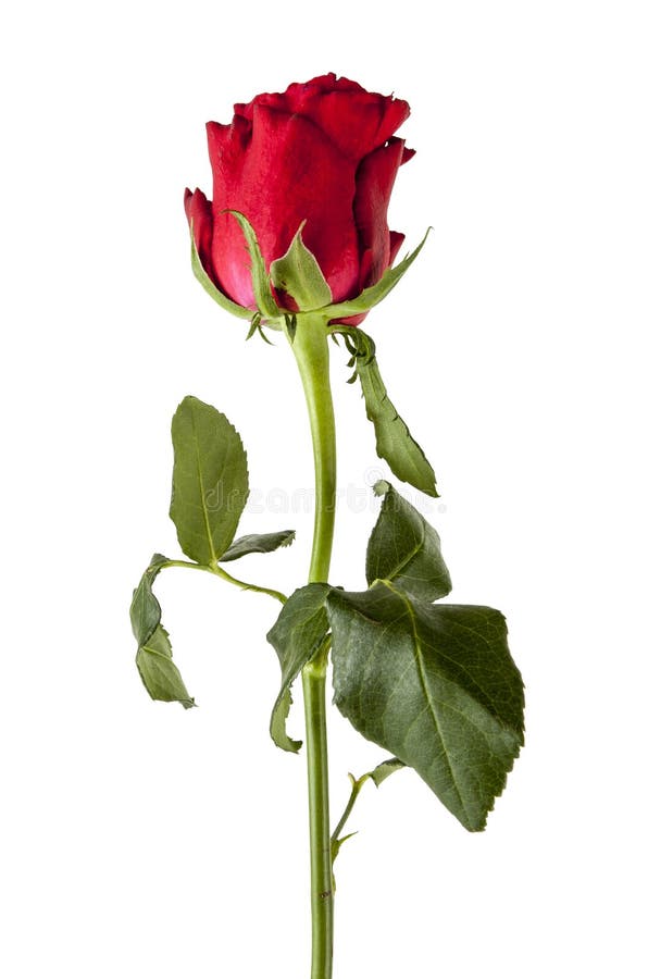 Rose, a Different Angle View in the Portfolio. Stock Image - Image of ...