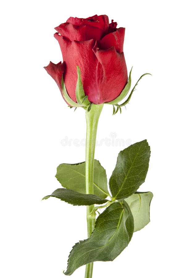 Rose, a Different Angle View in the Portfolio. Stock Image - Image of ...