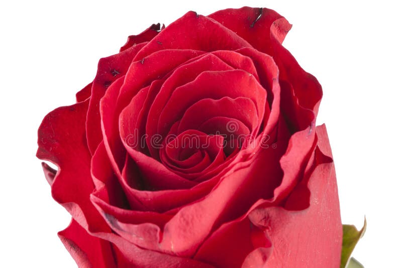Rose, a Different Angle View in the Portfolio. Stock Image - Image of ...