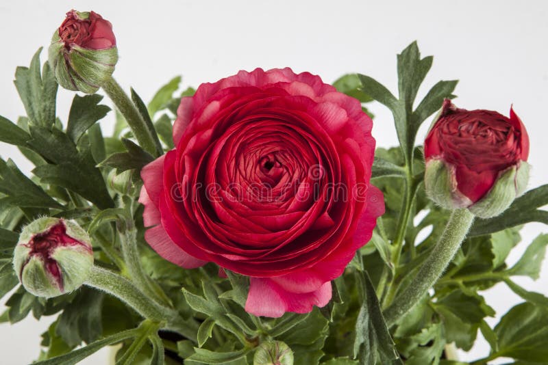 Rose, a Different Angle View in the Portfolio. Stock Image - Image of ...