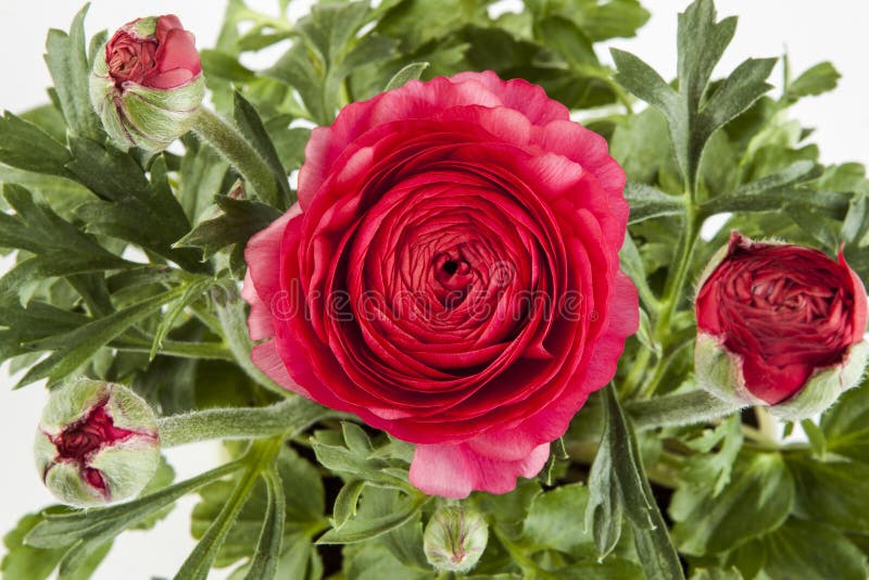 Rose, a Different Angle View in the Portfolio. Stock Photo - Image of ...