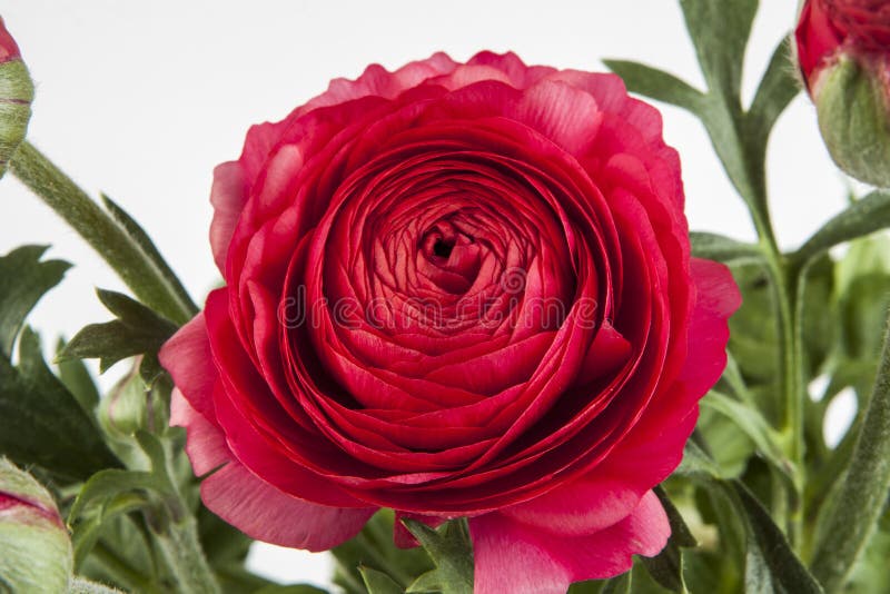 Rose, a Different Angle View in the Portfolio. Stock Image - Image of ...