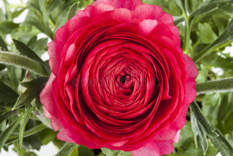 Rose, a Different Angle View in the Portfolio. Stock Photo - Image of ...