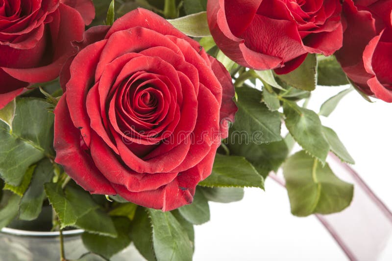 Rose, a Different Angle View in the Portfolio. Stock Photo - Image of ...