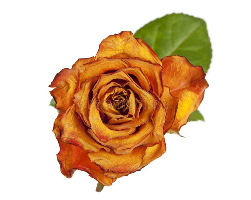 Rose, a Different Angle View in the Portfolio. Stock Photo - Image of ...