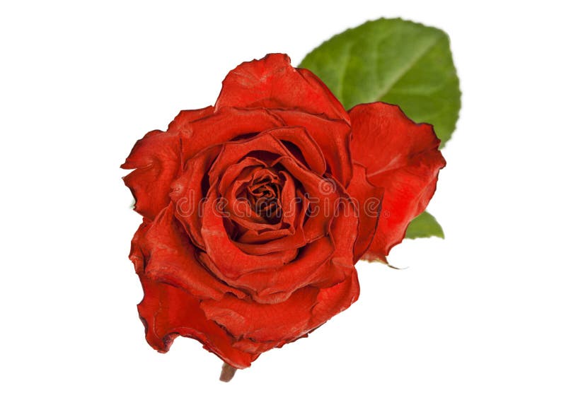Rose, a Different Angle View in the Portfolio. Stock Image - Image of ...