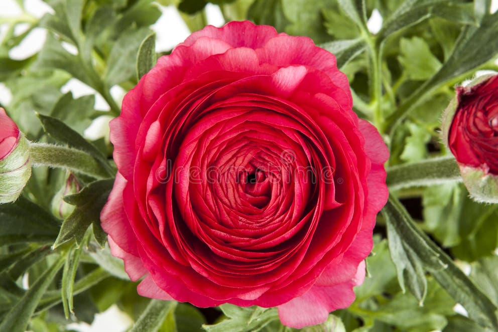 Rose, a Different Angle View in the Portfolio. Stock Image - Image of ...