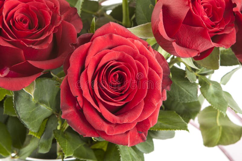 Rose, a Different Angle View in the Portfolio. Stock Image - Image of ...