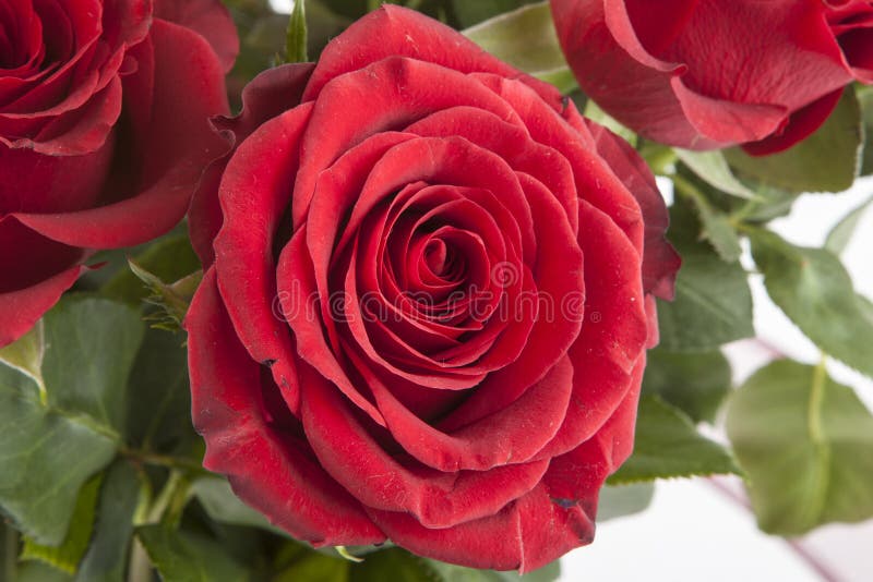 Rose, a Different Angle View in the Portfolio. Stock Photo - Image of ...