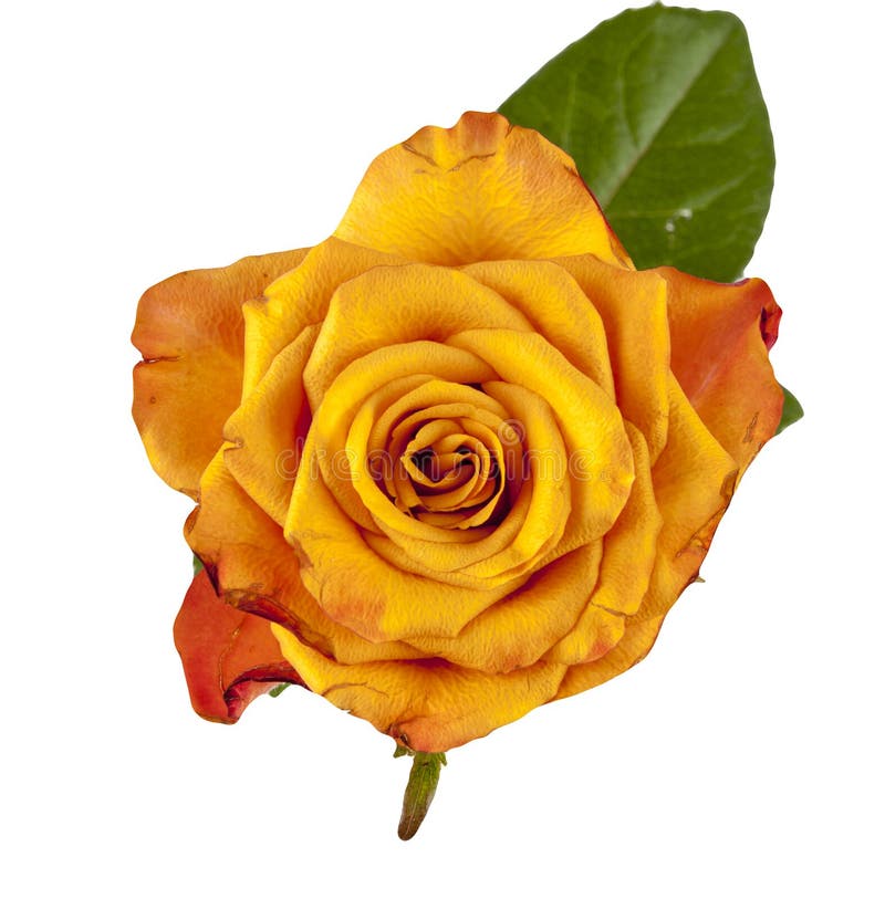 Rose, a Different Angle View in the Portfolio. Stock Photo - Image of ...