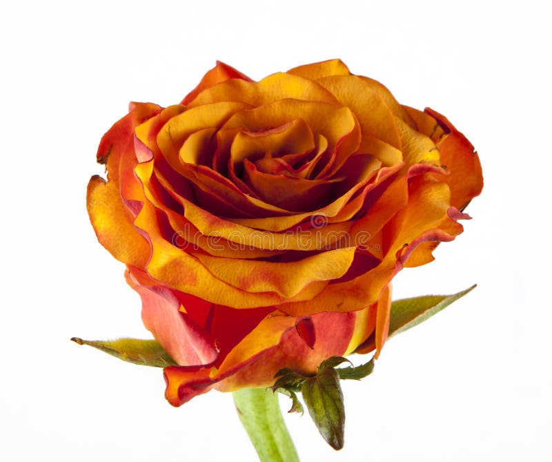 Rose, a Different Angle View in the Portfolio. Stock Image - Image of ...