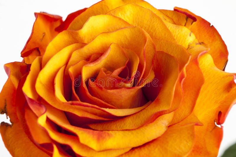 Rose, a Different Angle View in the Portfolio. Stock Photo - Image of ...