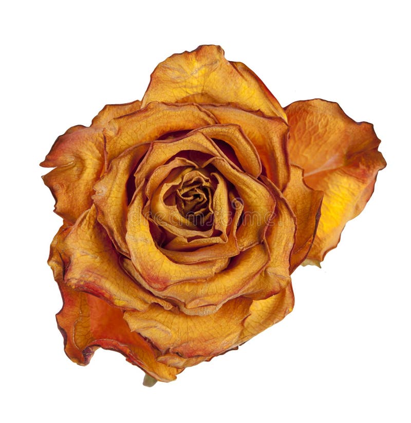 Rose, a Different Angle View in the Portfolio. Stock Photo - Image of ...