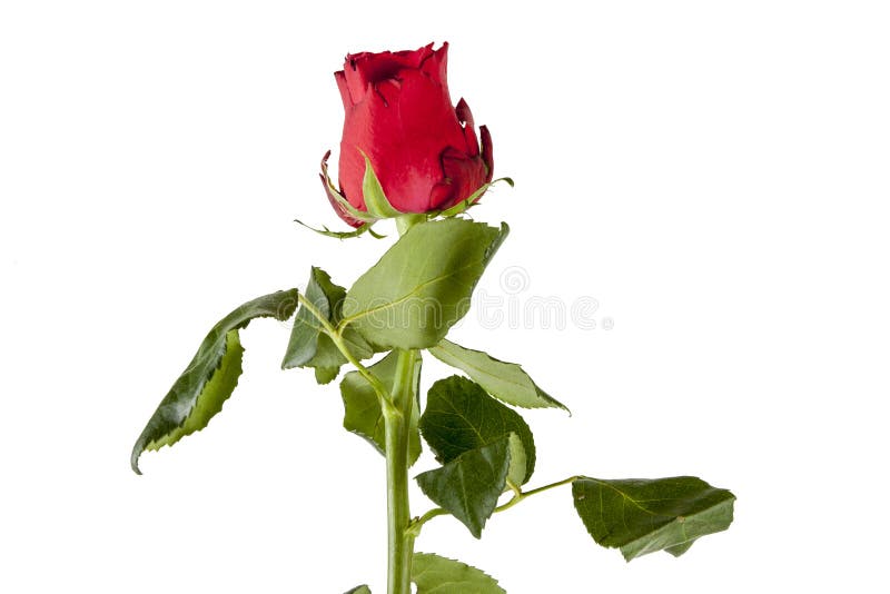Rose, a Different Angle View in the Portfolio. Stock Image - Image of ...