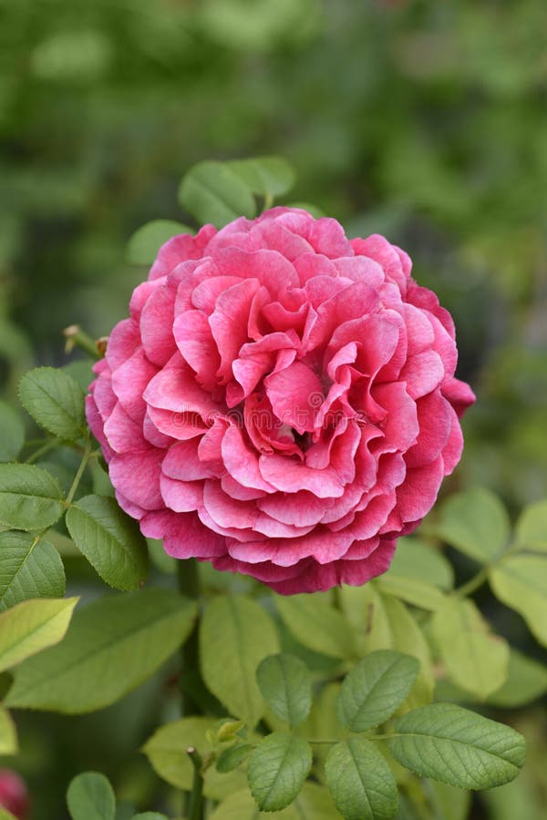 Rose Dolce stock photo. Image of botany, rosa, summer - 330947506