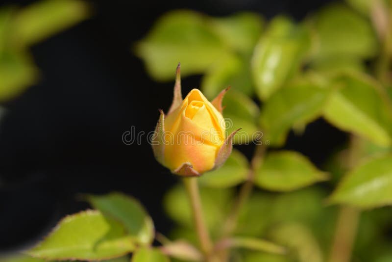 Rose Dolly Dot stock image. Image of yellow, spring - 147691975