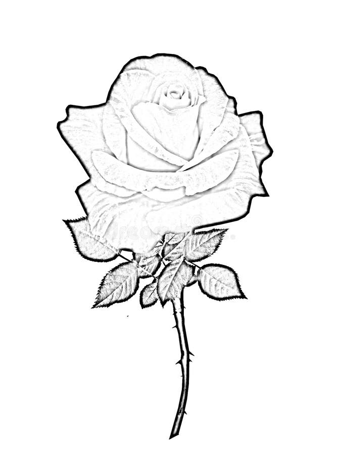 Rose Drawing stock image. Image of flower, circle, digital - 237431655
