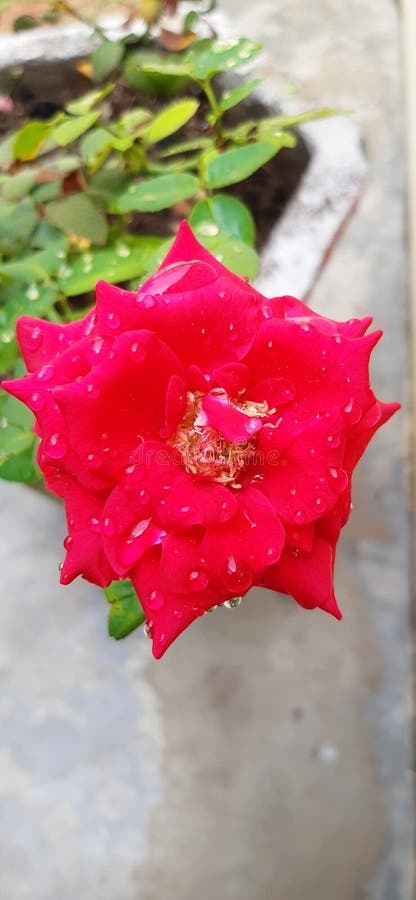 Rose with drop stock photo. Image of green, nature, rose - 160997778