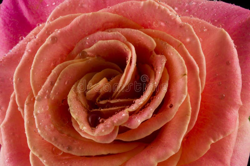 Rose drop stock photo. Image of beautiful, camellia, rose - 39404420