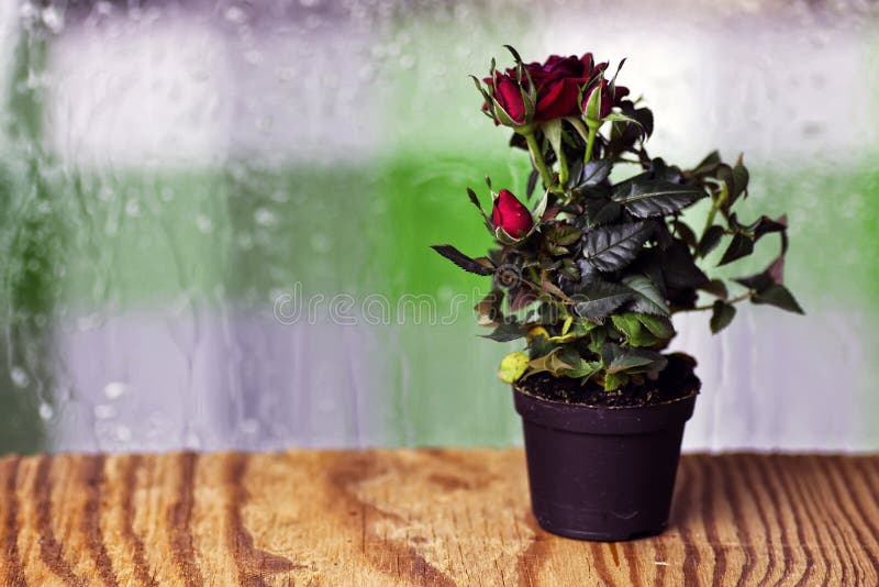 Rose drop pot macro stock photo. Image of closeup, holiday - 79333758