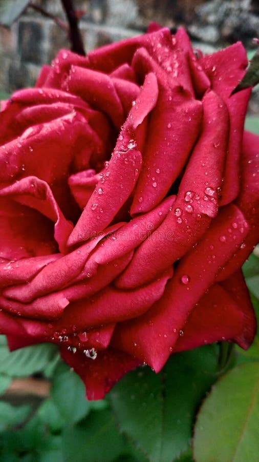 Rose with droplets stock photo. Image of plant, flower - 198837564