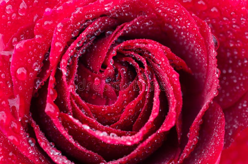 Deep Red Rose Flower with Dew Drops Stock Image - Image of freshness ...