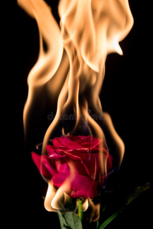 Rose en el fuego foto de archivo. Imagen de tiro, flor - 140159652