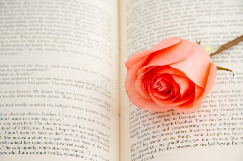 Rosa en libro imagen de archivo. Imagen de florecimiento - 4492867