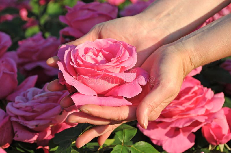 Rose en las manos foto de archivo. Imagen de brazos, tenencia - 5933814