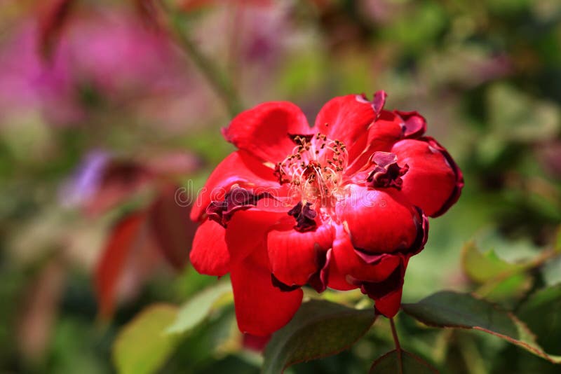 Rose end stock image. Image of bloom, blossom, nature - 54235881