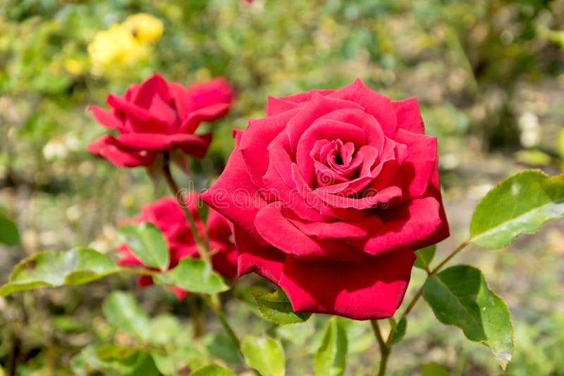 Rose sanglante photo stock. Image du lame, studio, noir - 17465496