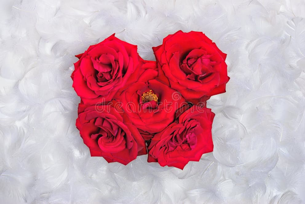 Rose et clavette photo stock. Image du blanc, clavettes - 22818712