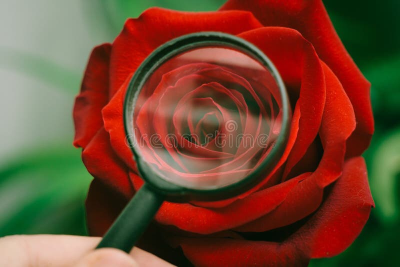 Rose et loupe de rouge photo stock. Image du vert, botanique - 29815618