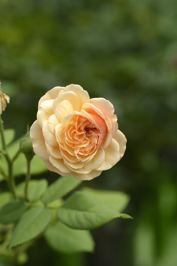 115 Vandenbulcke Eveline Stock Photos - Free & Royalty-Free Stock ...