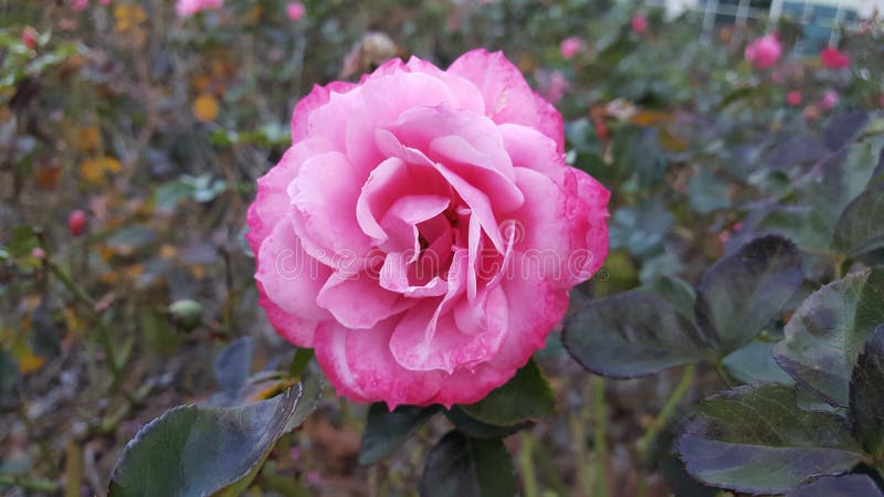 Rose in Fall stock image. Image of photographic, nature - 91520551