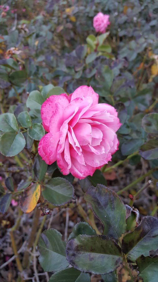 Rose in Fall stock photo. Image of covered, rosebushes - 91520570