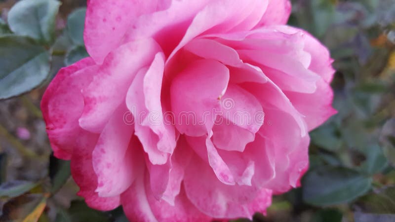 Rose in Fall stock image. Image of flowers, rosebushes - 91520575