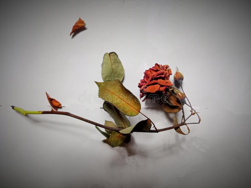 Rose fall stock photo. Image of love, rose, withered - 362983196