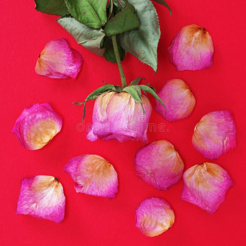 Red Rose with Fallen Petals Isolated Stock Photo - Image of beautiful ...